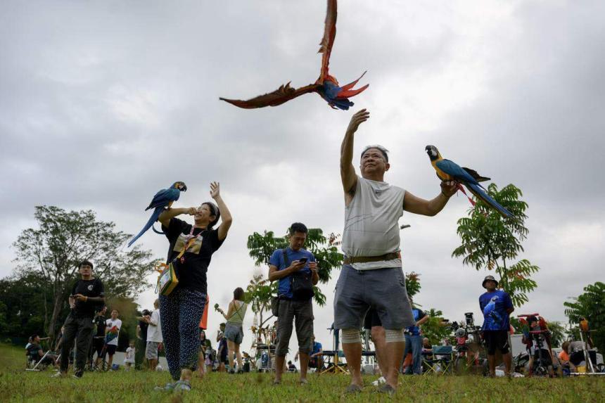 Birds of a feather flock together for Singapore’s macaw-loving ...