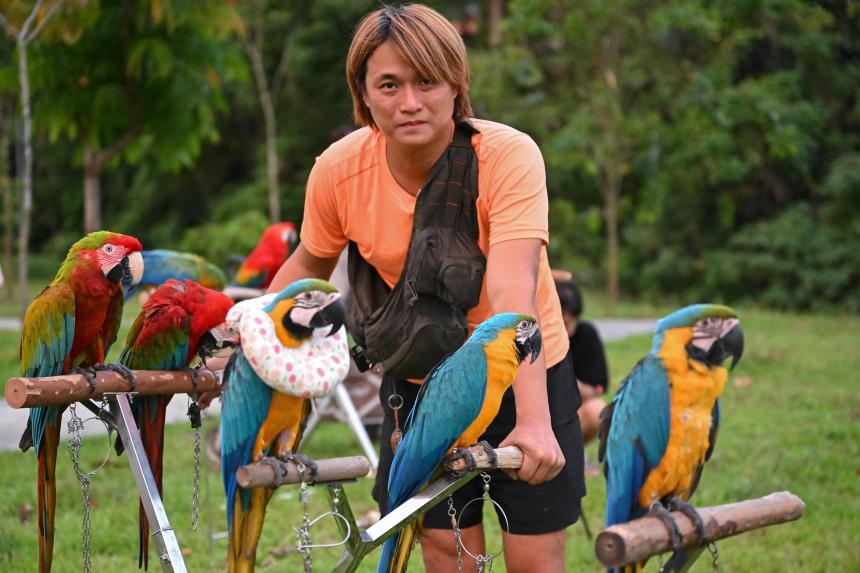 Birds of a feather flock together for Singapore’s macaw-loving ...