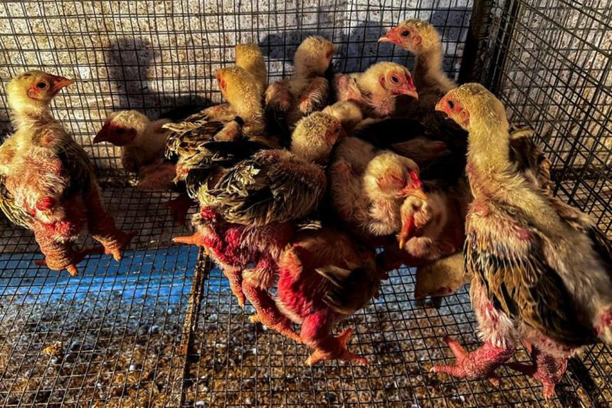 Meet big-footed ‘dragon chickens’ that appear on Vietnam dining tables ...