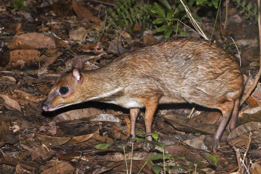 Rare animals lost and found in Singapore over two centuries | The ...