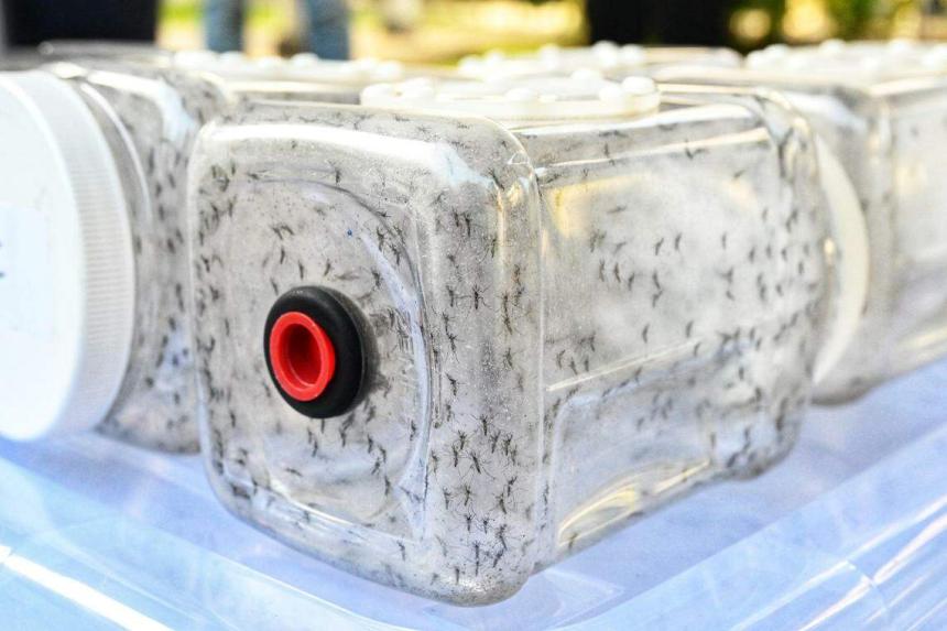 Project Wolbachia expands to five more areas to reduce Aedes mosquito ...