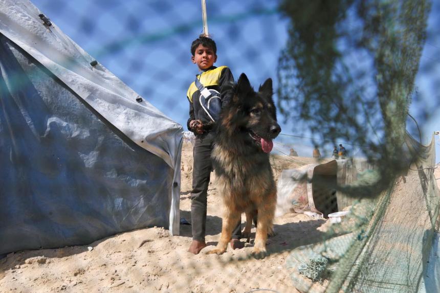 Pet dogs bring both joy and worry to displaced Gaza teenager | The ...