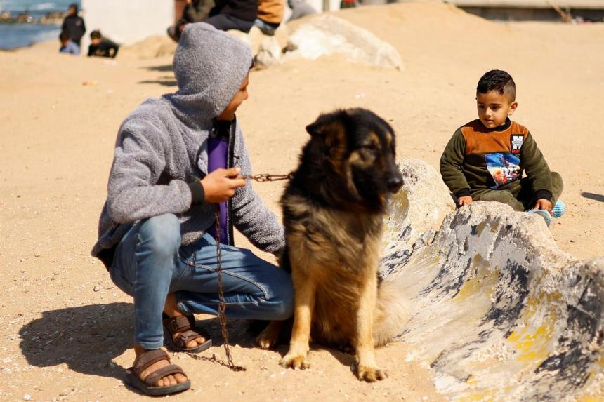 Pet dogs bring both joy and worry to displaced Gaza teenager | The ...