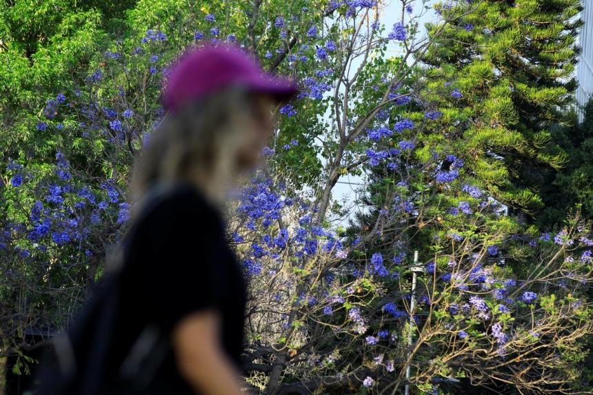 Early jacaranda bloom sparks debate about climate change in Mexico ...