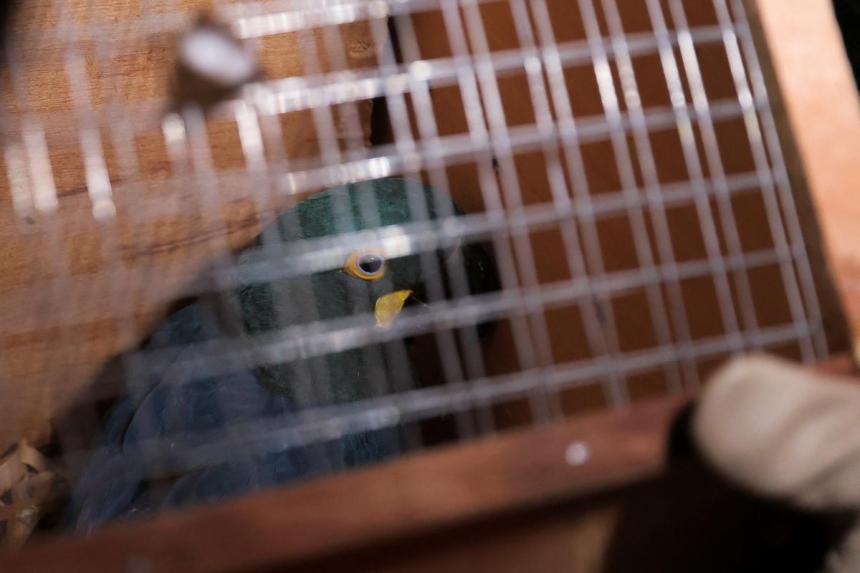 Brazil police repatriate exotic native animals trafficked to Togo | The ...