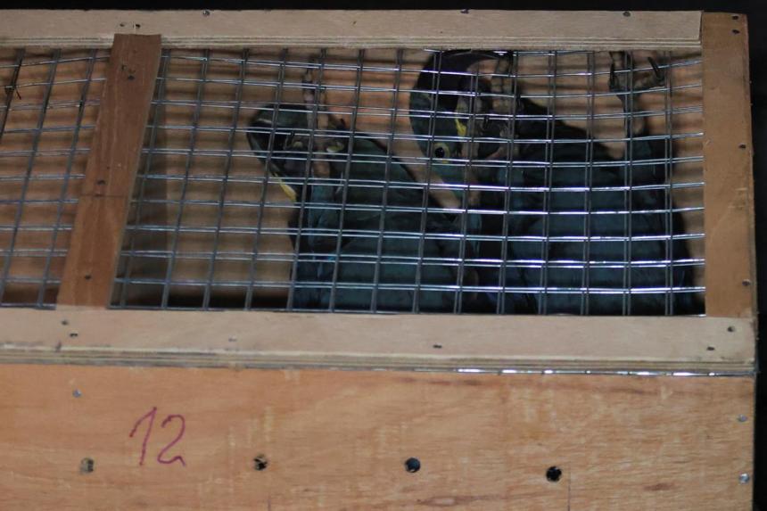 Brazil police repatriate exotic native animals trafficked to Togo | The ...