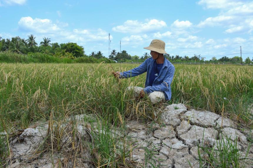 Vietnam’s ‘rice bowl’ cracks in monster heatwave | The Straits Times