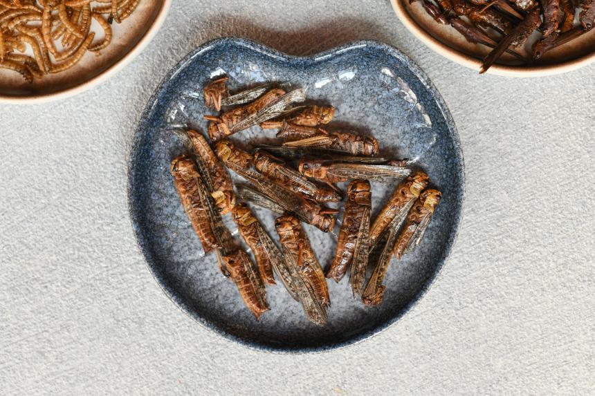 Insect farming means we are going to eat more meat, not less | The ...