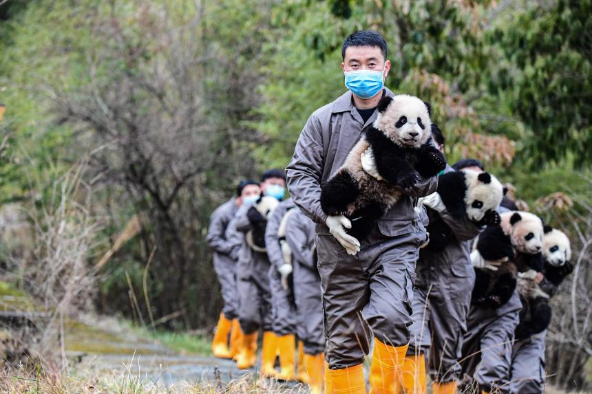 Survival of the fittest: China’s captive-bred pandas get new life in ...