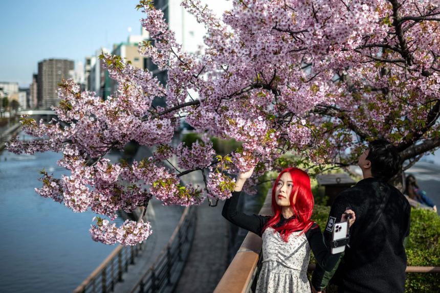 Tokyo expected to be mainland Japan’s earliest bloomer in sakura season ...