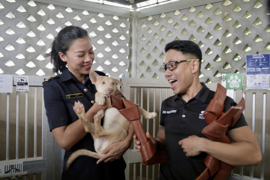 ‘Paw-some’ initiative: SCDF transforms old firefighting hoses into dog ...