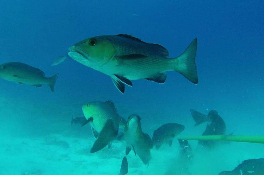 Protected areas in high seas can help fish grow bigger: Study | The ...