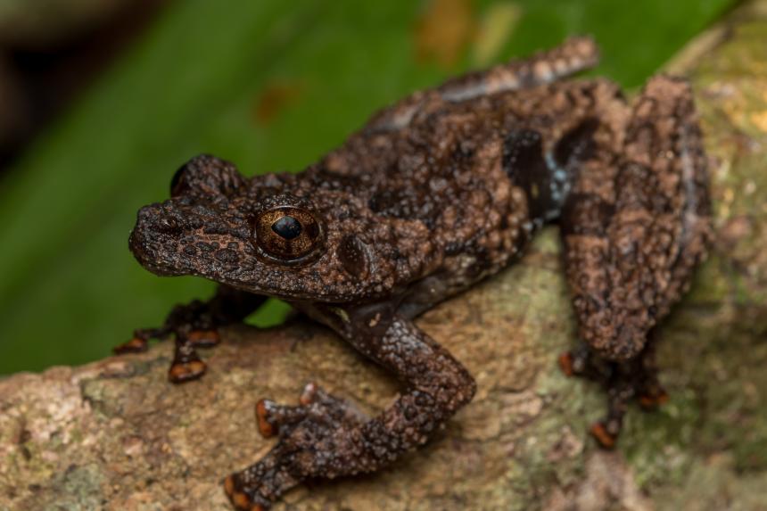 How listening to Singapore’s frogs can stop them from dying out | The ...