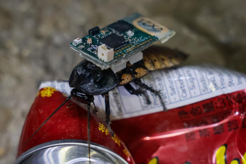 S’pore’s cyborg cockroaches show how they help in rescue missions | The ...