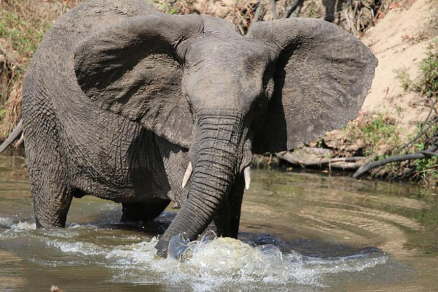 Charging elephant attacks safari vehicle, kills US tourist in Zambia ...