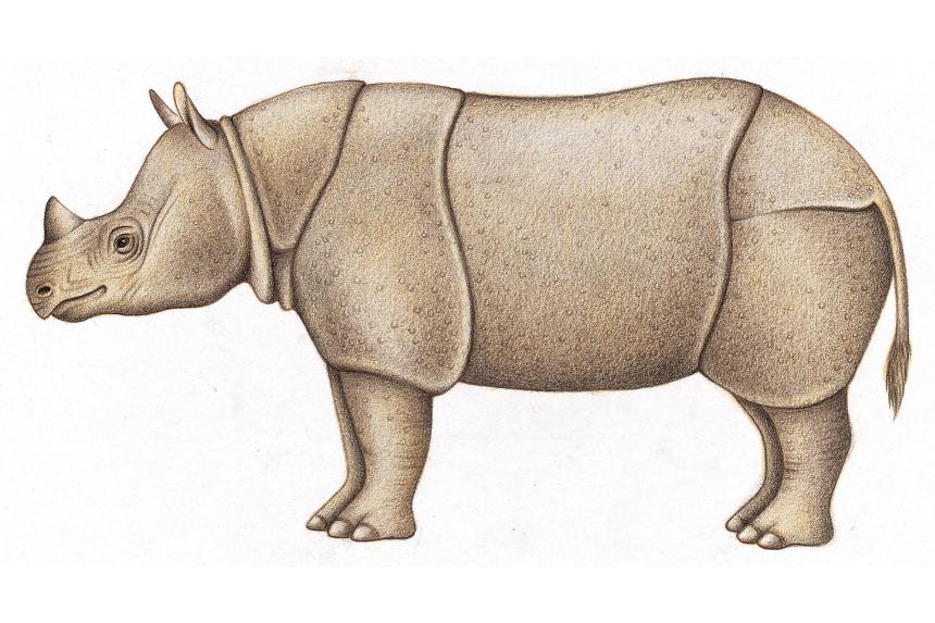 Rare Javan rhino calf spotted in Indonesia | The Straits Times