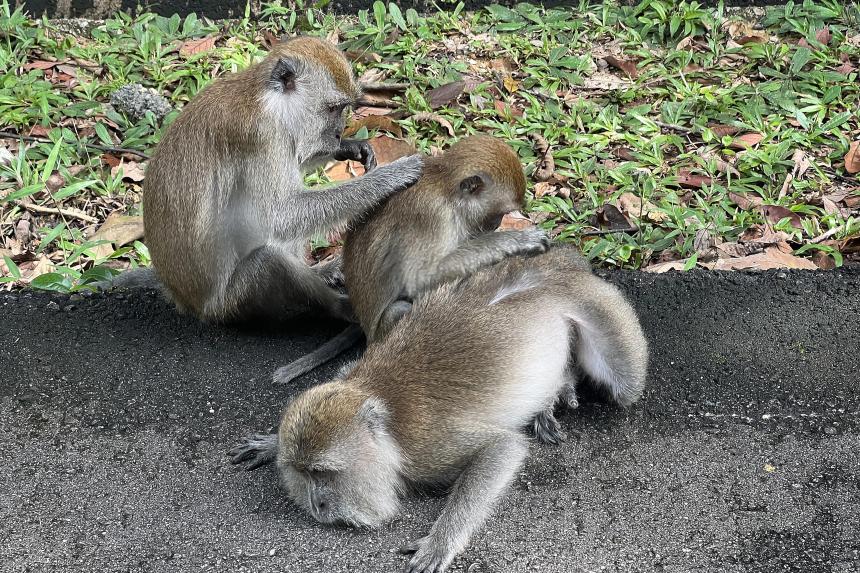 askST: What is the B virus and what threat does it pose to humans ...