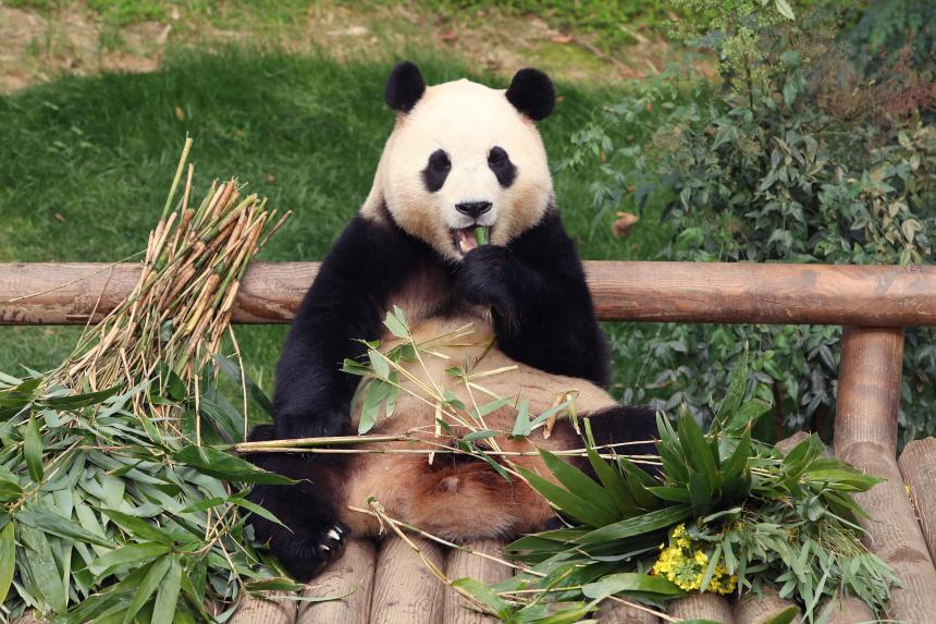 ‘We want Fu Bao back’: Seoulites petition for loan of beloved panda ...