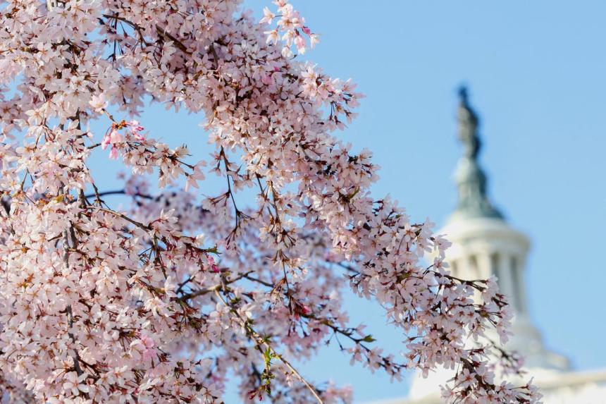 Japan’s Kishida delights Washington with promise of 250 cherry trees as ...