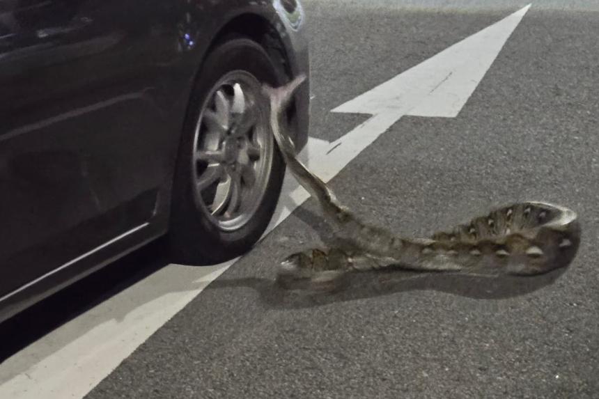 2m-long python seen attacking vehicles in Teck Whye is rescued by Acres ...