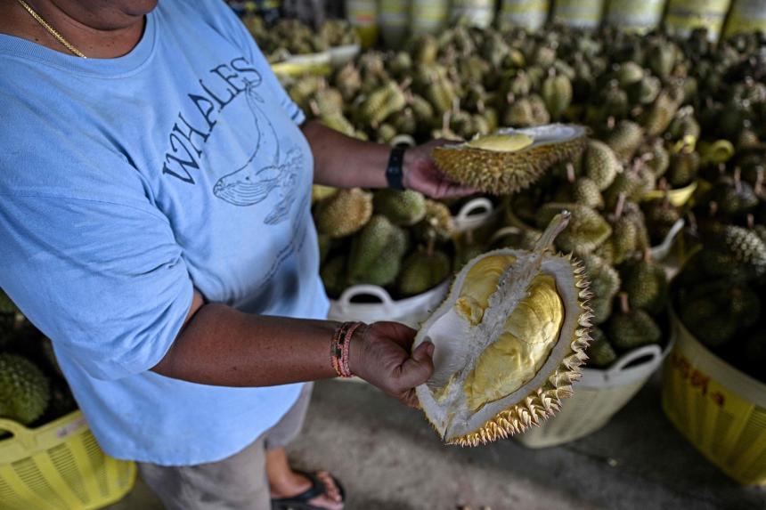 Vicious heatwave hammers Thailand’s stinky but lucrative durian farms ...