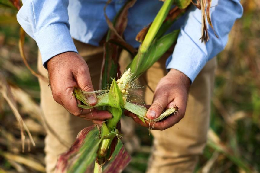As climate shifts, a leafhopper bug plagues Argentina's corn fields ...