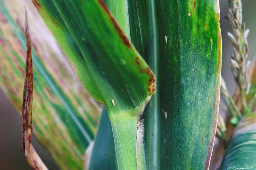 As climate shifts, a leafhopper bug plagues Argentina's corn fields ...