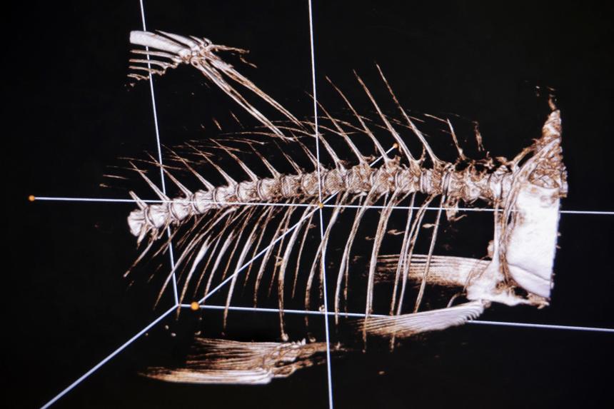 Mandai Wildlife Group conducts its first CT scan on a fish | The ...