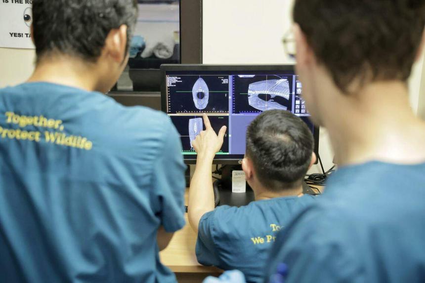 Mandai Wildlife Group conducts its first CT scan on a fish | The ...