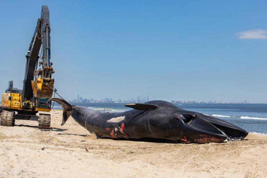13m-long whale carcass on bow of cruise ship baffles New York ...