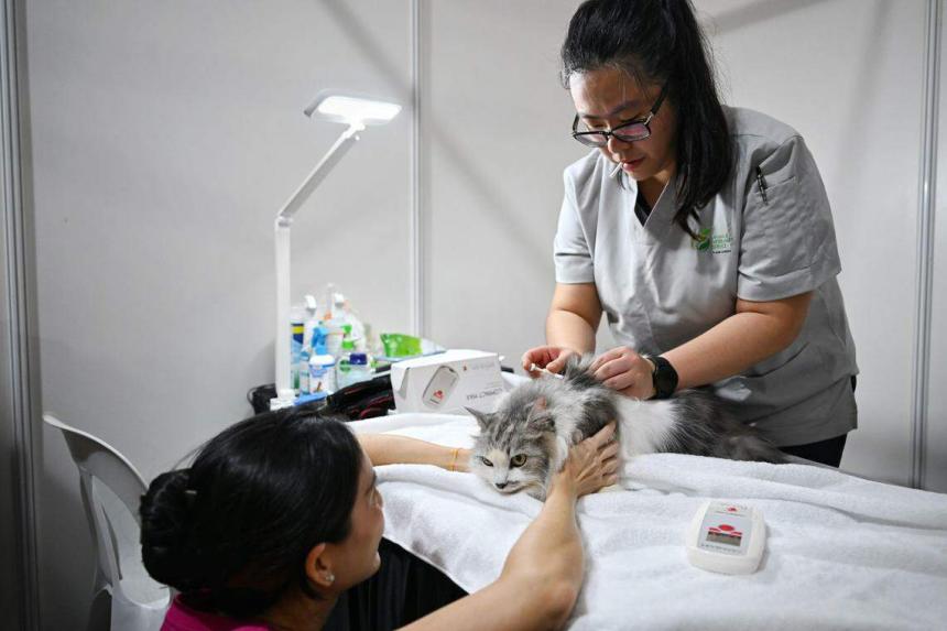 Cat licensing scheme to kick in on Sept 1 in Singapore | The Straits Times