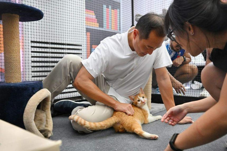 Cat licensing scheme to kick in on Sept 1 in Singapore | The Straits Times