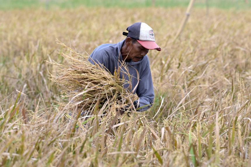 Indonesia considers extending rice handout programme to year end | The ...
