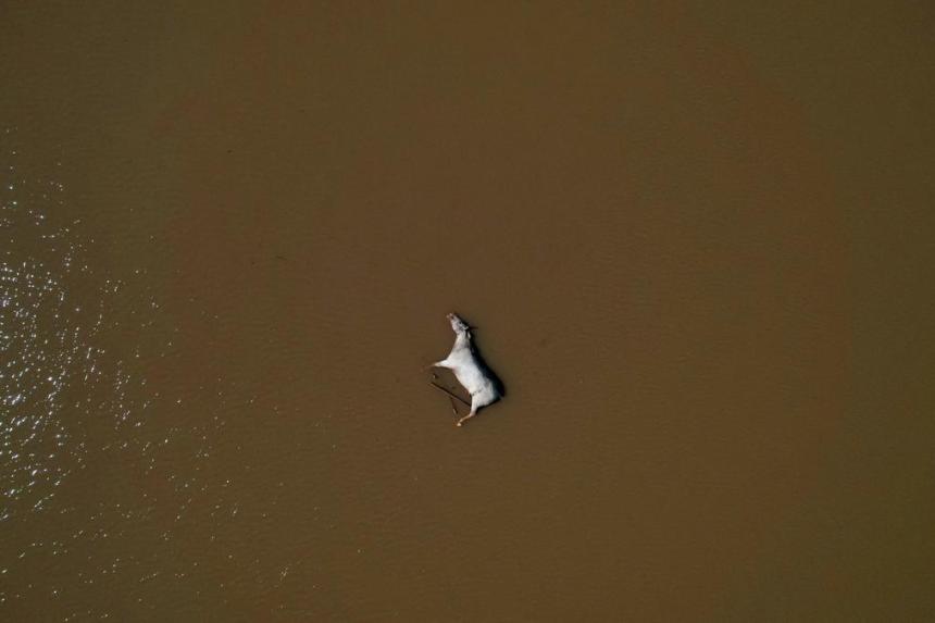 Distraught farmer in flood-hit Brazil mourns the loss of animals ...