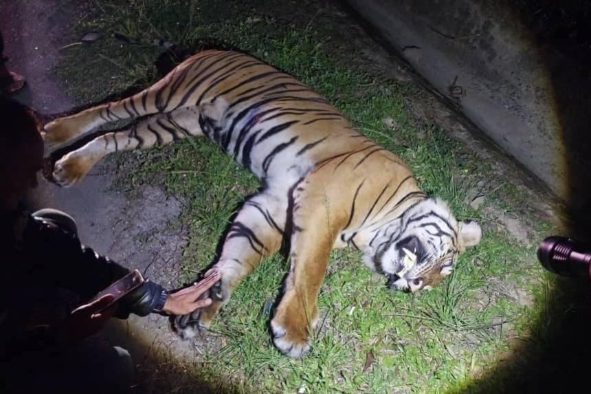 Tiger killed after being hit by car on Malaysia expressway | The ...