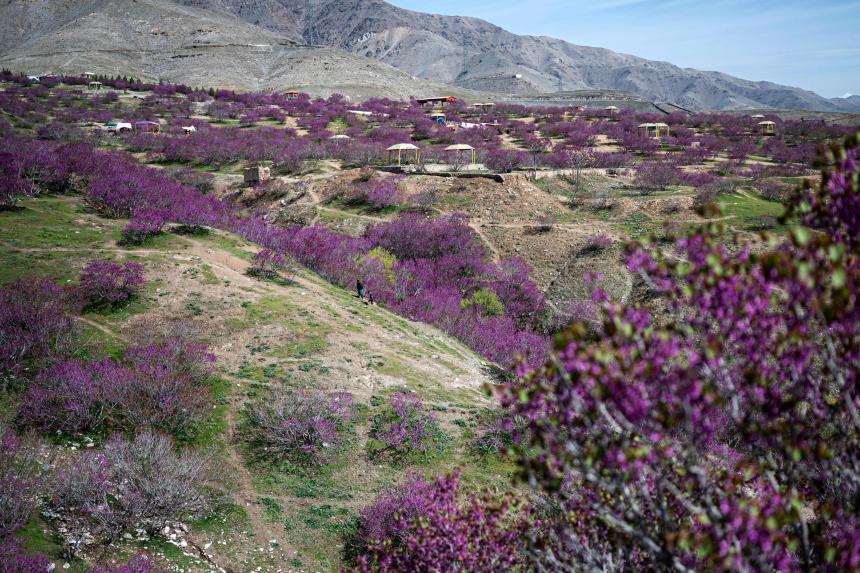 Taliban poets sing praises of new Afghan order | The Straits Times