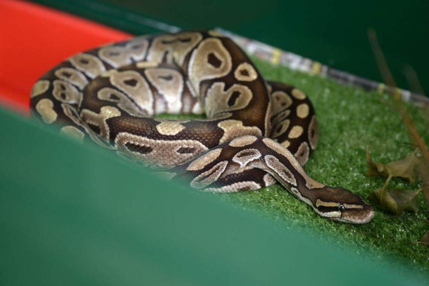 Acres gets OK to use previously poisoned land, eyes bigger animal ...