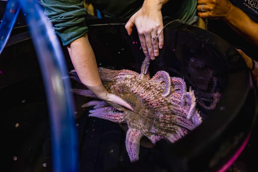 Scientists in US, S’pore race to help endangered sea star, shellfish ...