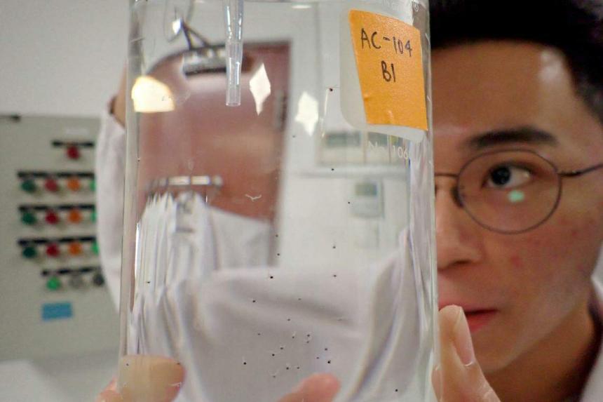 Scientists in US, S’pore race to help endangered sea star, shellfish ...