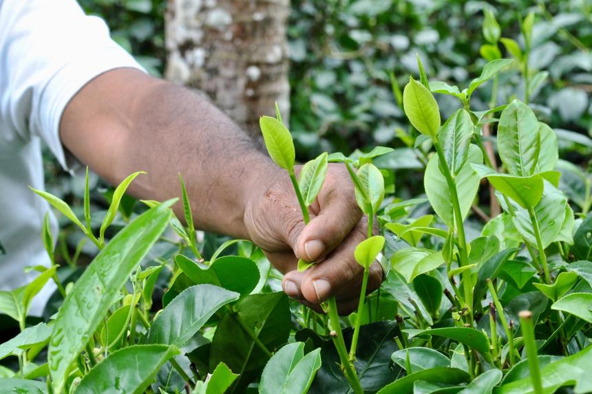 Sri Lanka’s tea producers warn 70% wage hike will hit industry | The ...