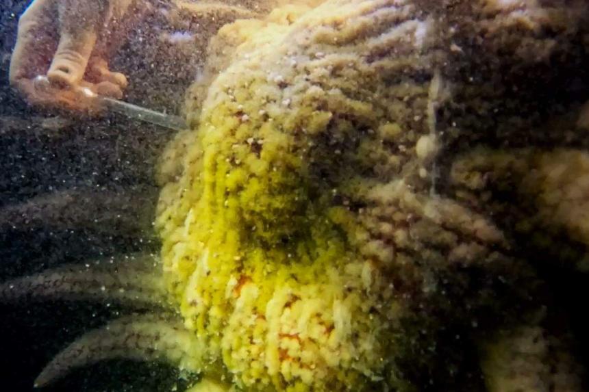 Scientists in US, S’pore race to help endangered sea star, shellfish ...