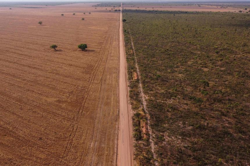 Deforestation in Brazil's Cerrado higher than in Amazon: Report | The ...