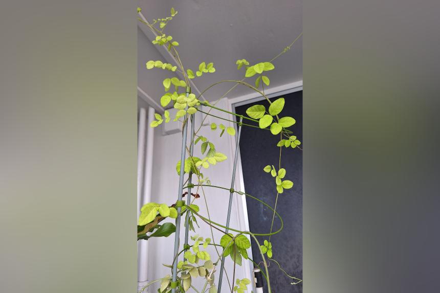 Root Awakening: Butterfly Pea plant has nutrient deficiency | The ...