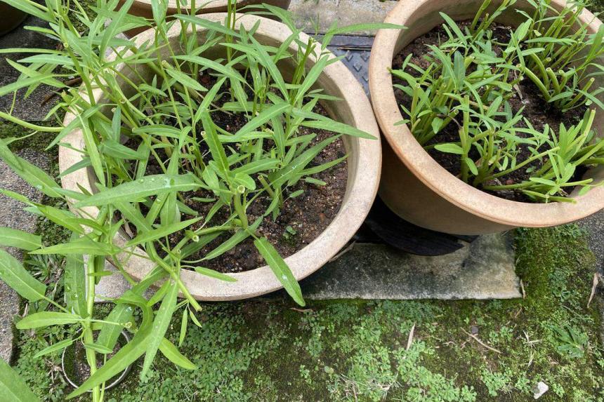 Root Awakening: Butterfly Pea plant has nutrient deficiency | The ...