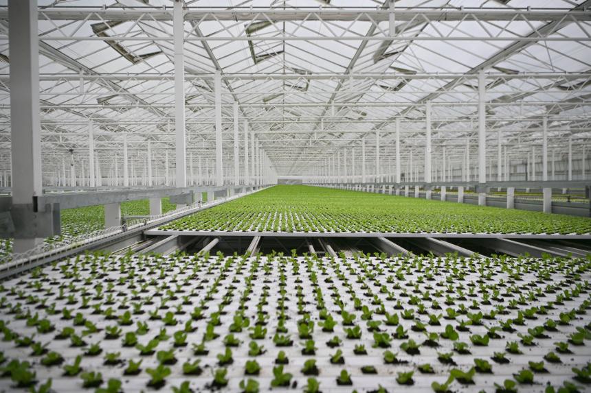 Is Singapore’s 30 by 30 food security goal still achievable? Only if we ...