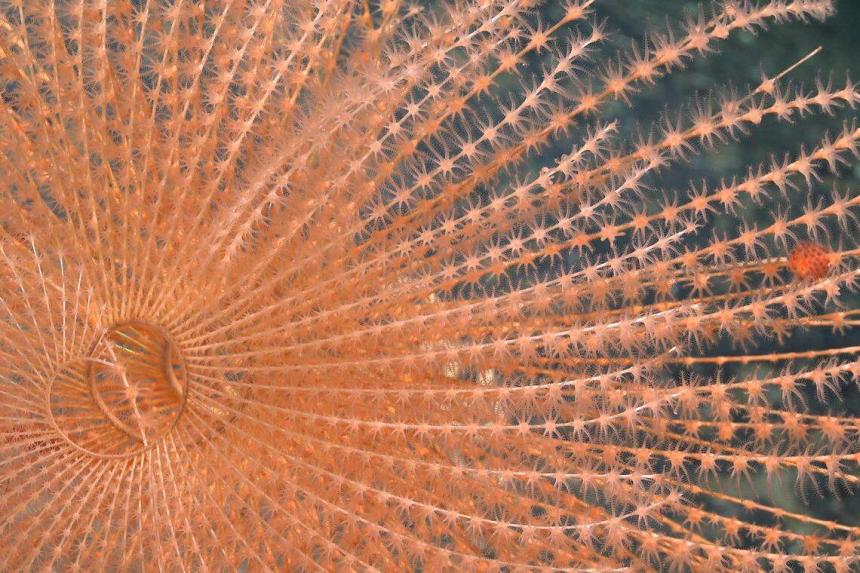 From cities of whale flesh to vents of sulphur and stone: Explore the ...