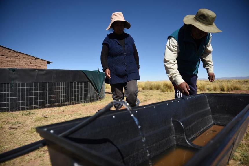 A farm in Bolivia's Andean plains grapples with hotter climate | The ...