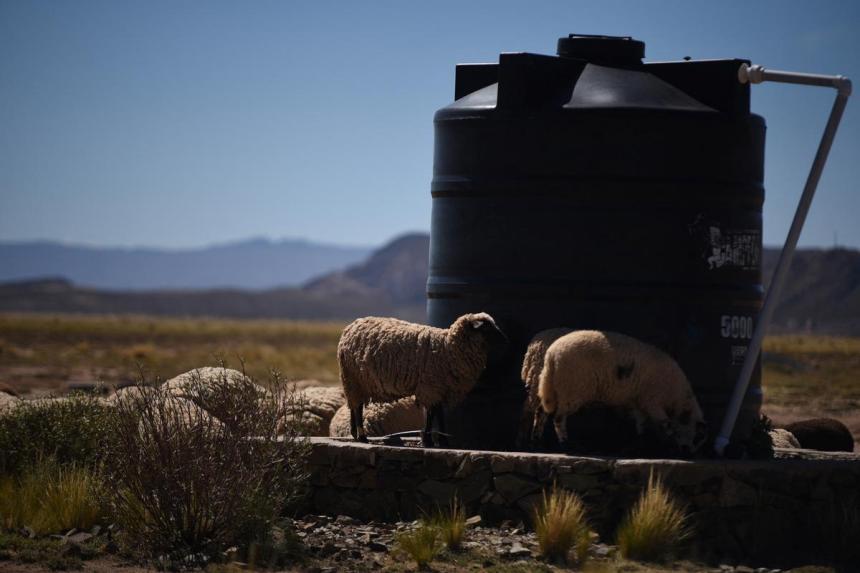 A farm in Bolivia's Andean plains grapples with hotter climate | The ...