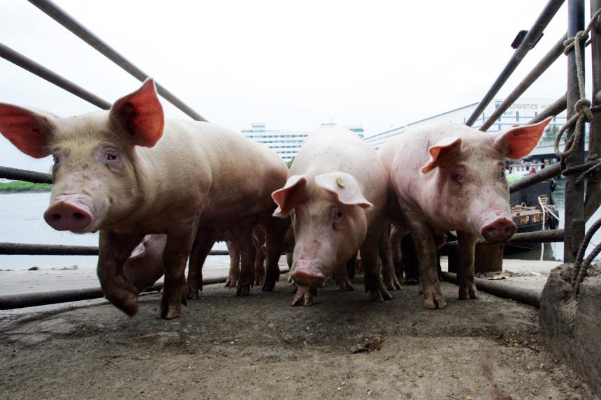 Singapore yet to resume import of live pigs from Indonesian farm on Bulan | The Straits Times