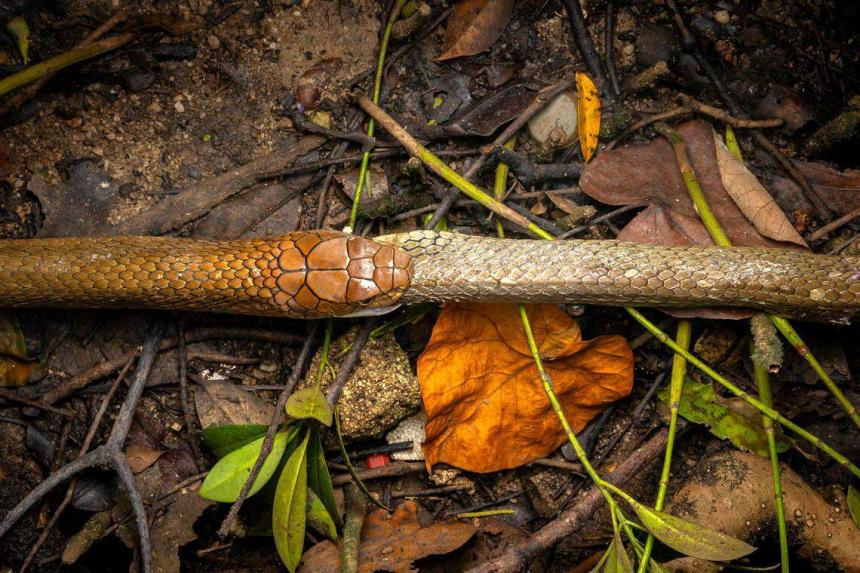 A clash of royalty: King cobra cannibalism documented for the first ...